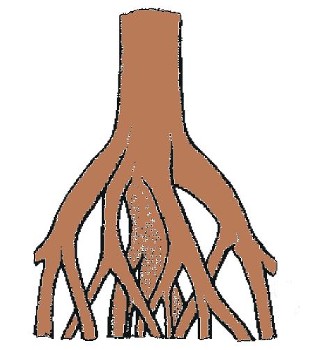 Mato & Cia: Morfologia externa de Raizes
