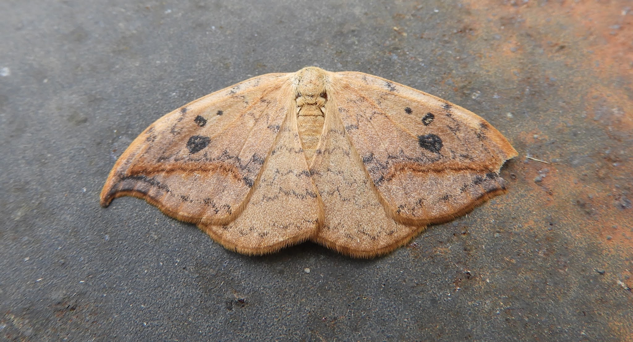 birdingexmouth: Golden-rod Pug