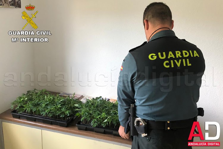 La Guardia Civil Sorprende A Un Hombre Con Más De 200 Plantas De