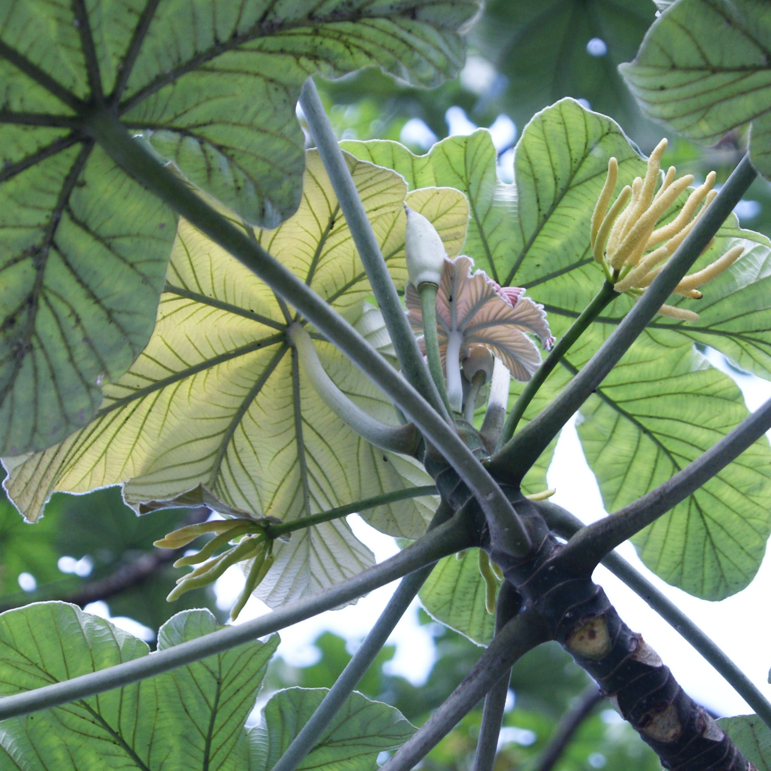 Flora de Puerto Rico Ilustrada Papo Vives: PLANTAS INDESEABLES PARA ...