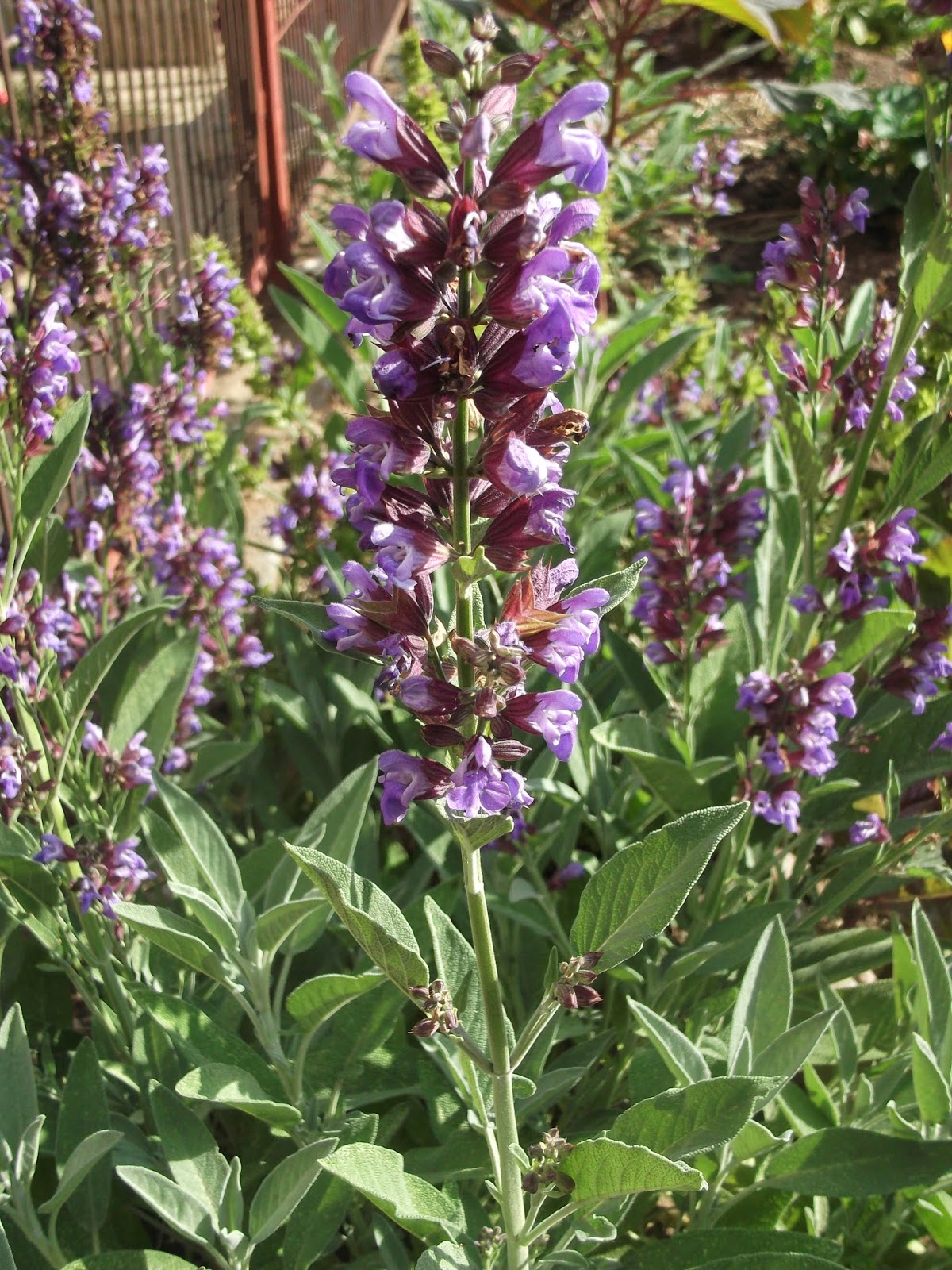 ekoVergel: Salvia (Salvia officinalis)