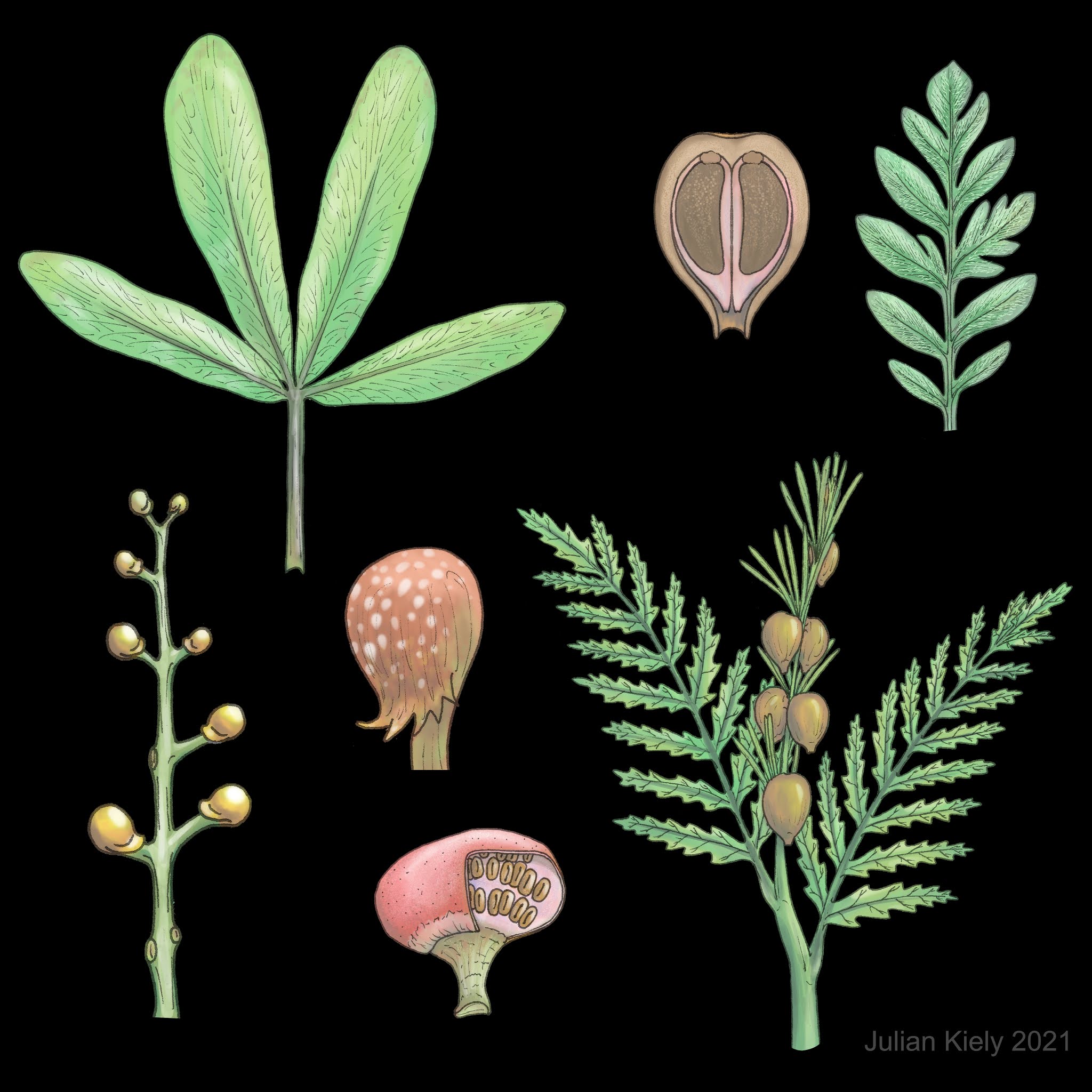 Fantastic Caytoniales and how to reconstruct them.