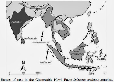 Species New to Science: [Ornithology • 2004] Nisaetus (Spizaetus ...