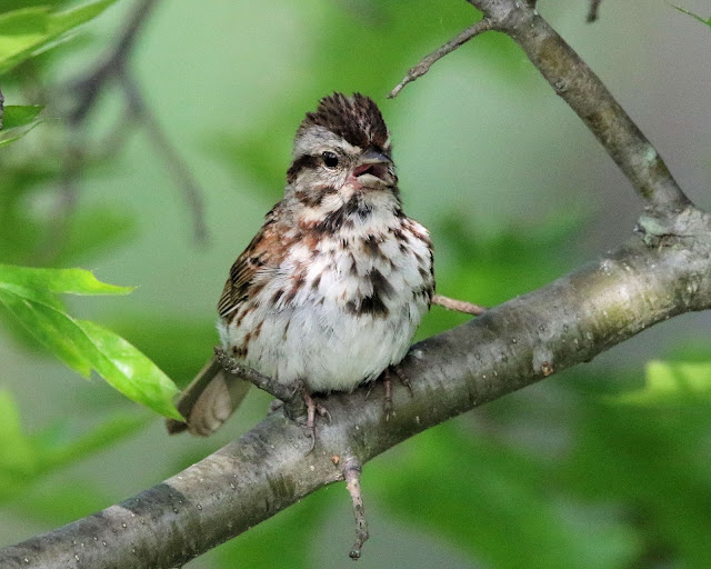 Birds from Behind : No Otters...Only Birds...stoopid waste of time