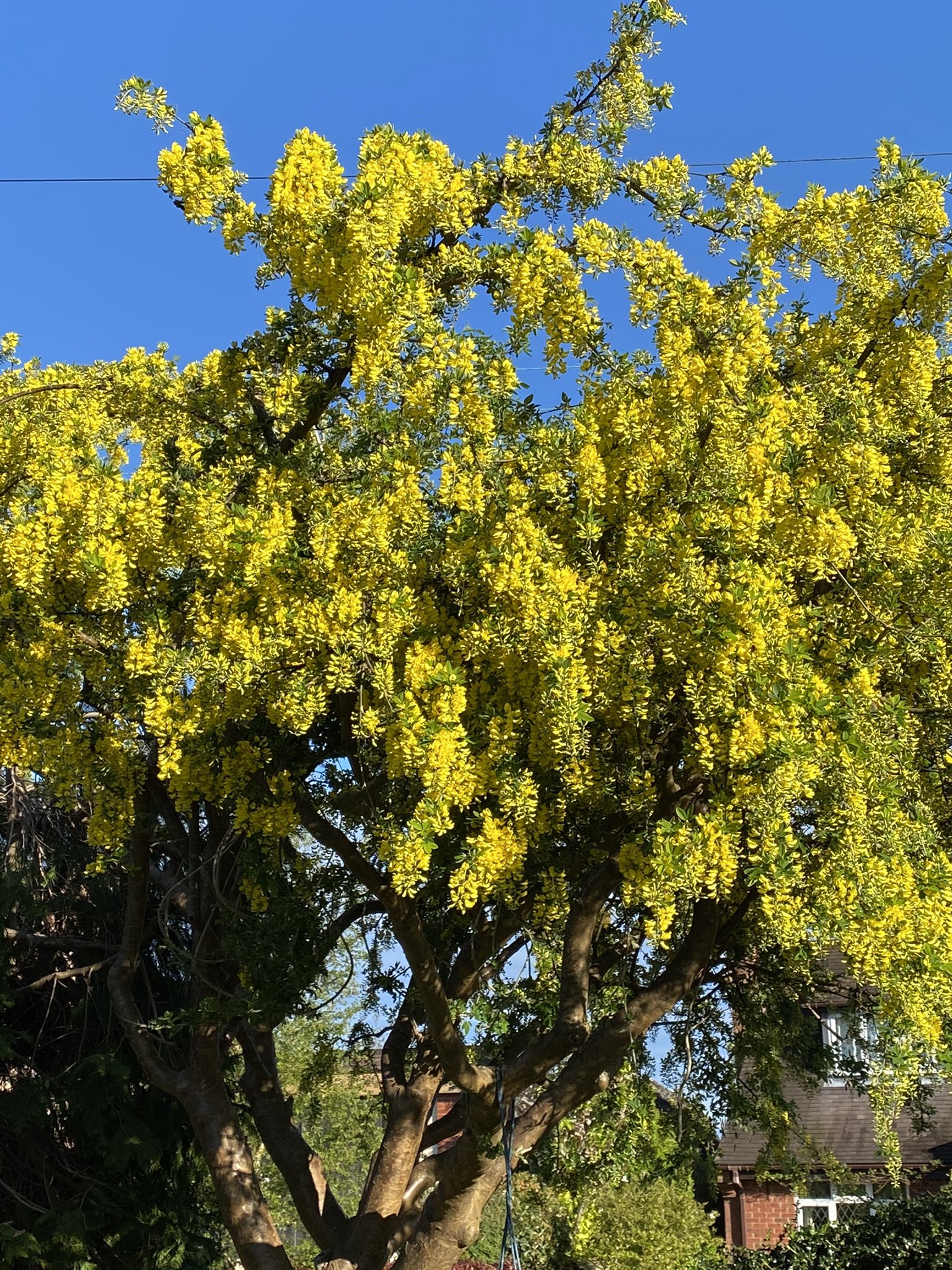 The Great Blackberry Garden Treasure Hunt - Discoveries Day 5