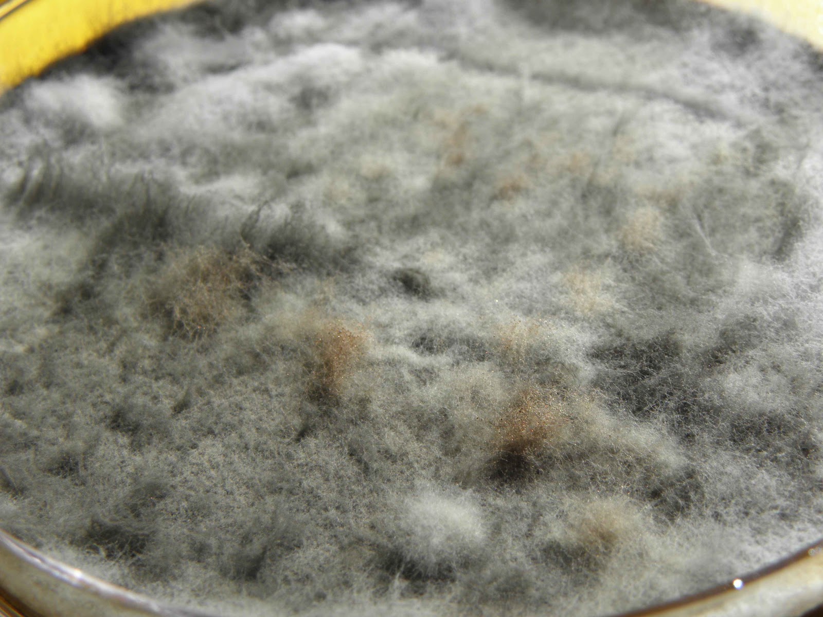 ATLAS MICOLOGIA: SCYTALIDIUM DIMIDIATUM (Neoscytalidium dimidiatum)