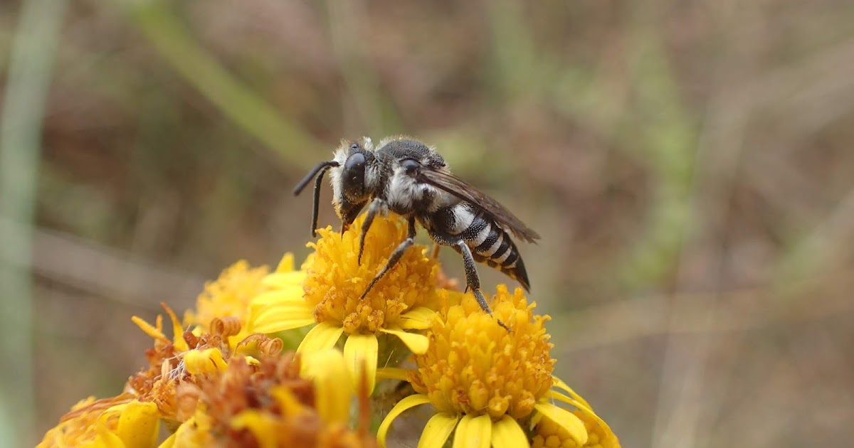Birds and Beer: EAST NORFOLK: Winterton sharp-tailed bee
