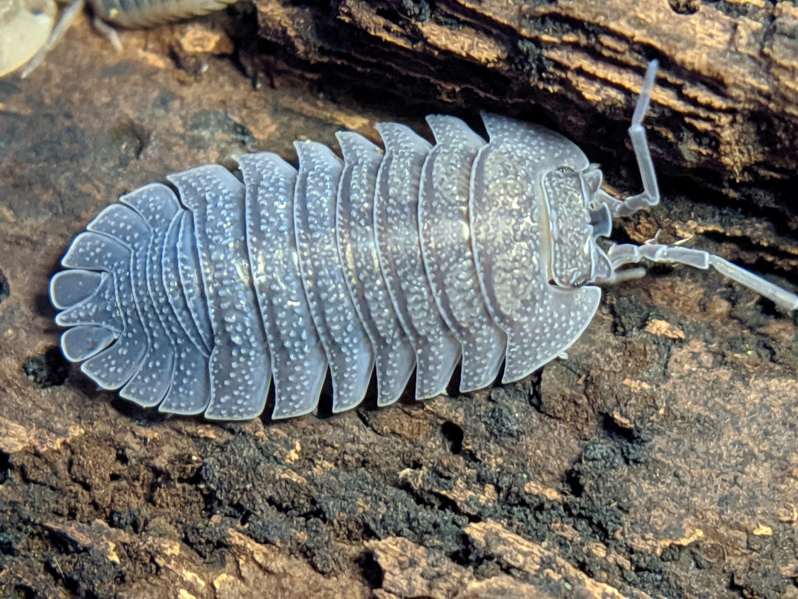 Cycloptic Exotics Availability