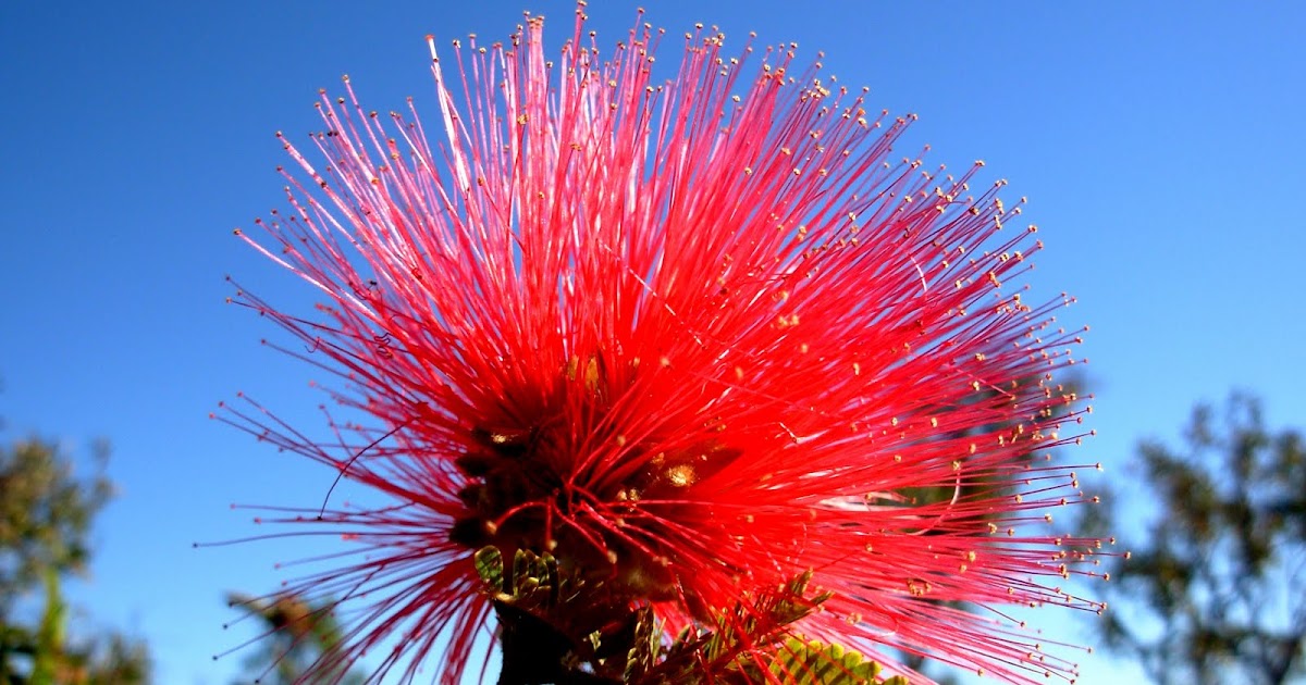 À SOMBRA DAS ARAUCÁRIAS: CALIANDRA - LINDA FLOR DO CERRADO