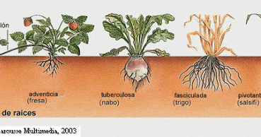 Clasificación de las raíces