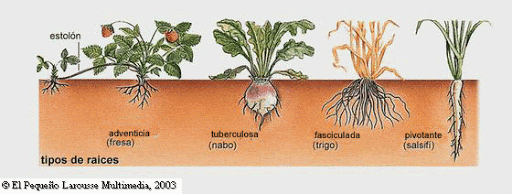 Clasificación natural del reino vegetal