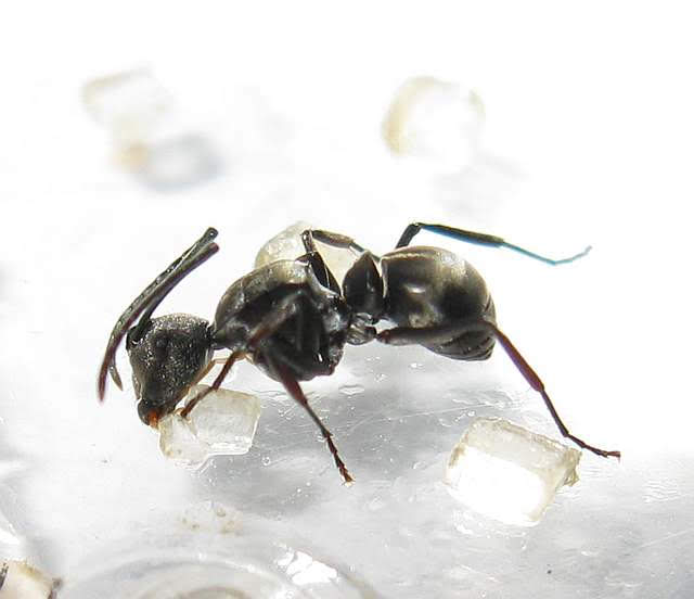 Photos and Info on Ants and Termites of Malaysia: Polyrhachis sp