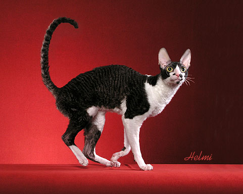 View topic - Standards - Chicken Smoothie