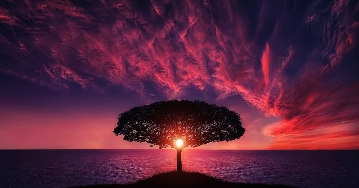 INNOVATION IN EDUCATION: Natural Oxygen Cylinders - Trees