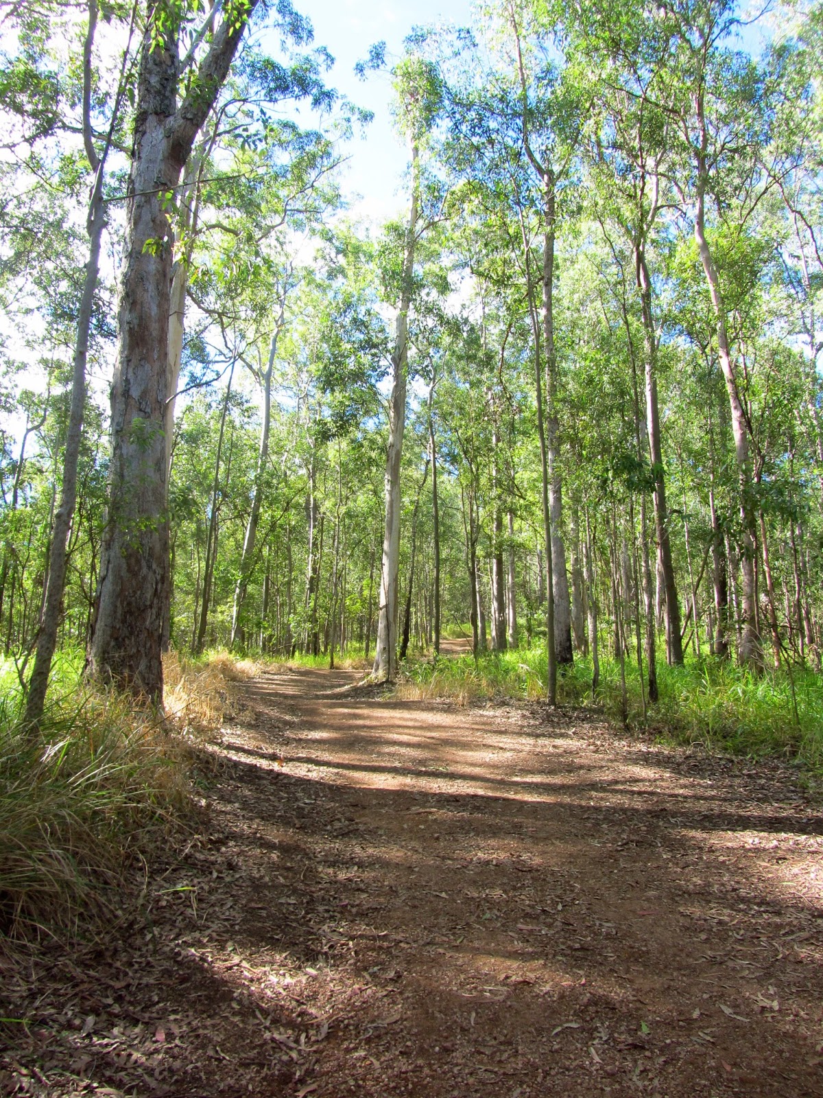 Walking with Friends Down Under: Mid WINTER walk - Mt Cootha