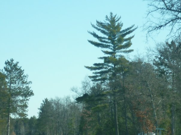 American voyages: Two Common Northeastern Trees