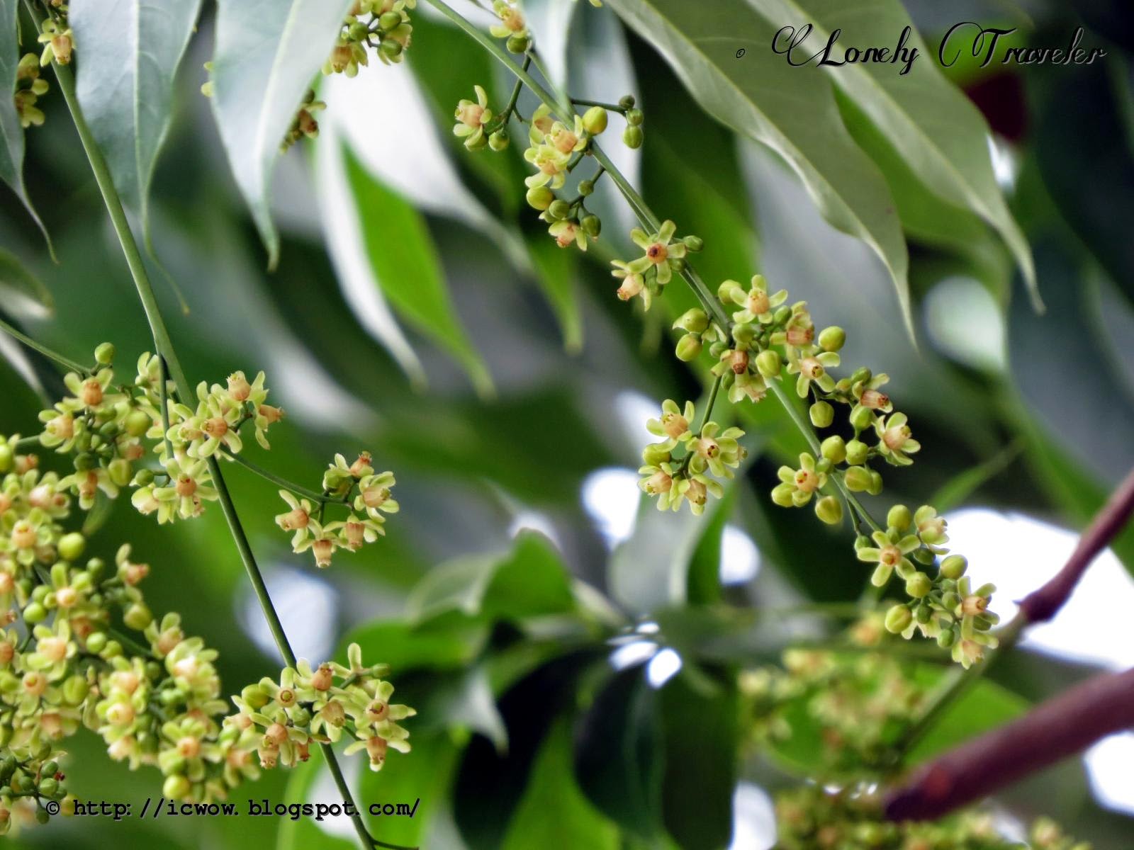 Mahogany flower (মেহগনি ফুল) - Swietenia macrophylla