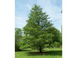 Arinul negru (Alnus glutinosa) ~ Plante Medicinale