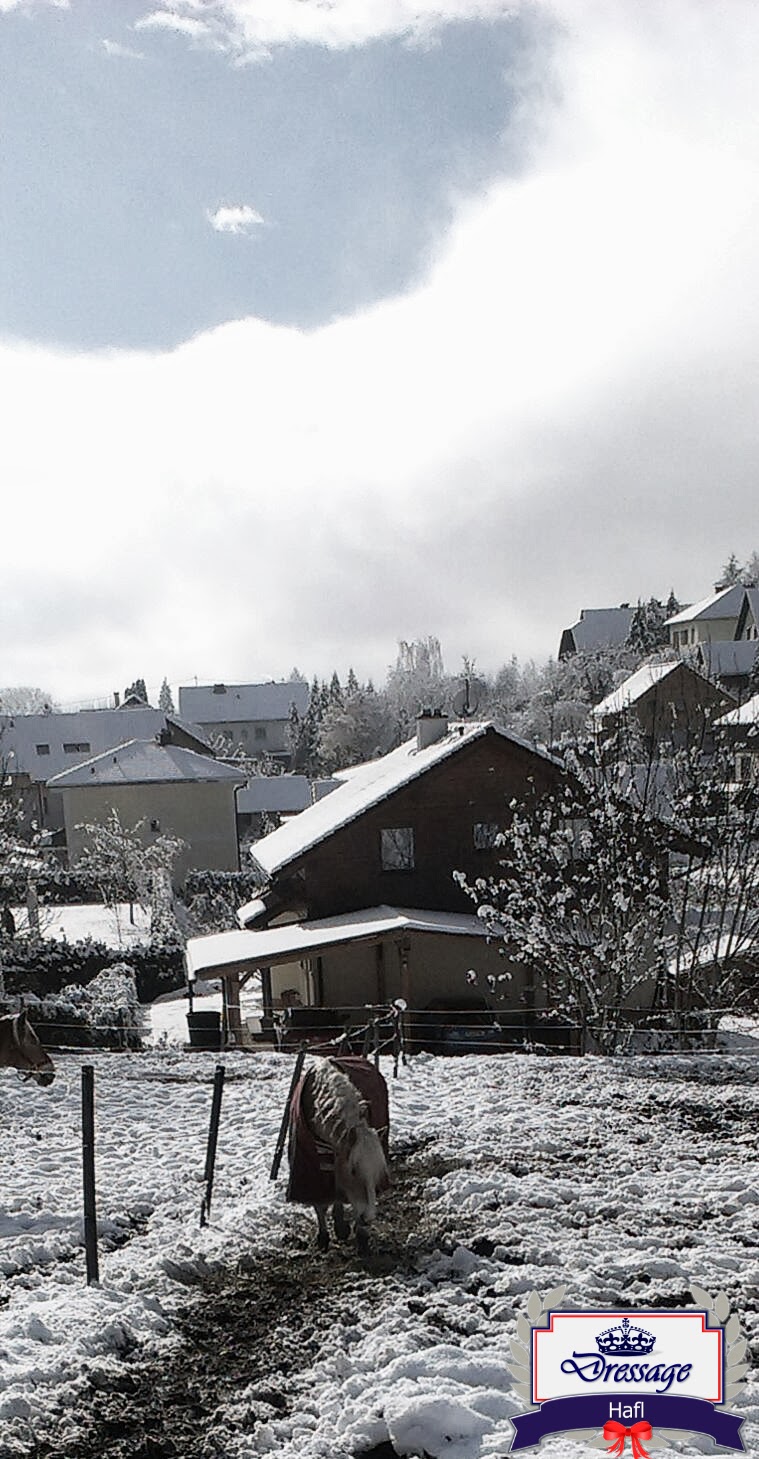 First day of REAL snow! - Dressage Hafl