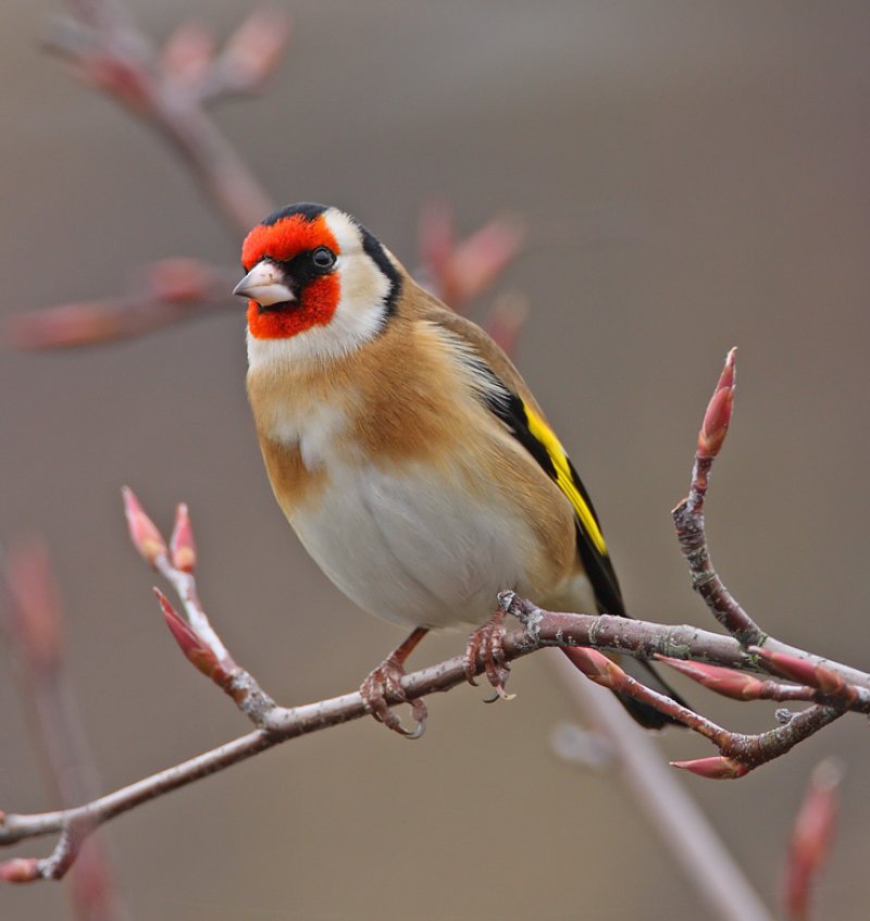 Time to time sau Prajitura cu mere: European Greenfinch Song - Sticlete