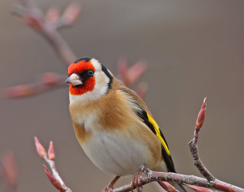Time to time sau Prajitura cu mere: European Greenfinch Song - Sticlete