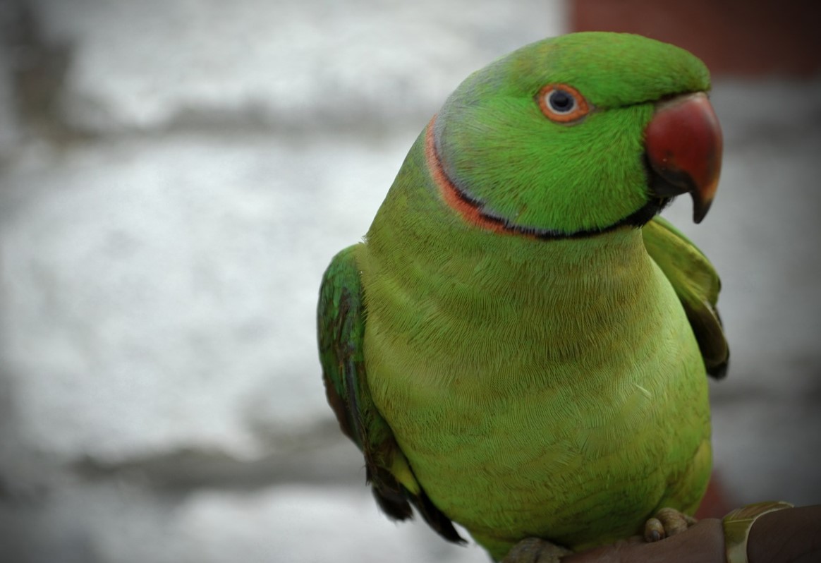 Alexandrine parakeet