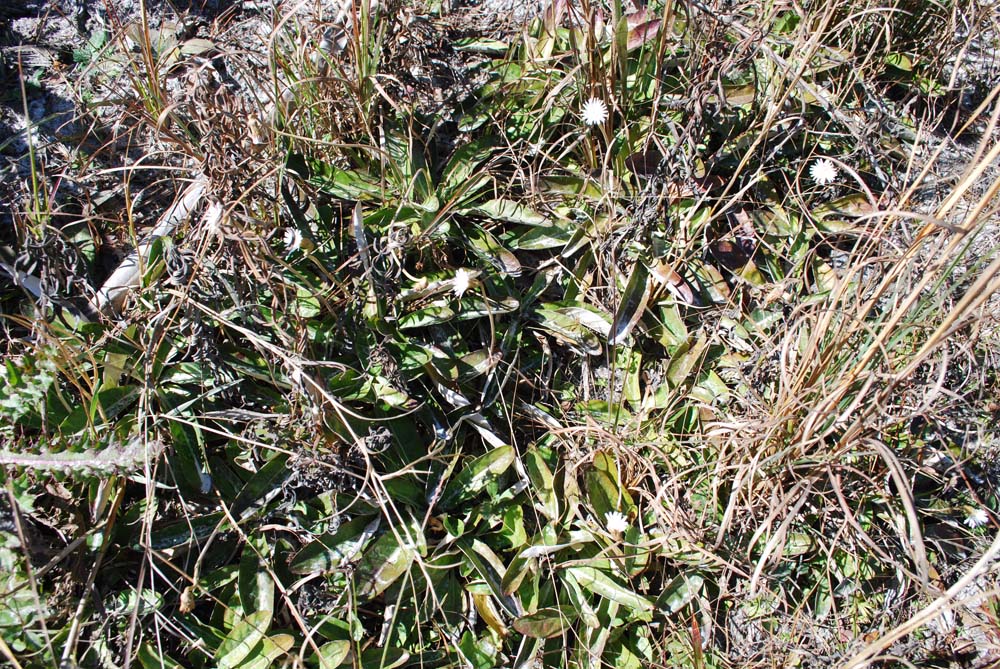 Space Coast Wildflowers: Tosohatchee WMA, January 20, 2012