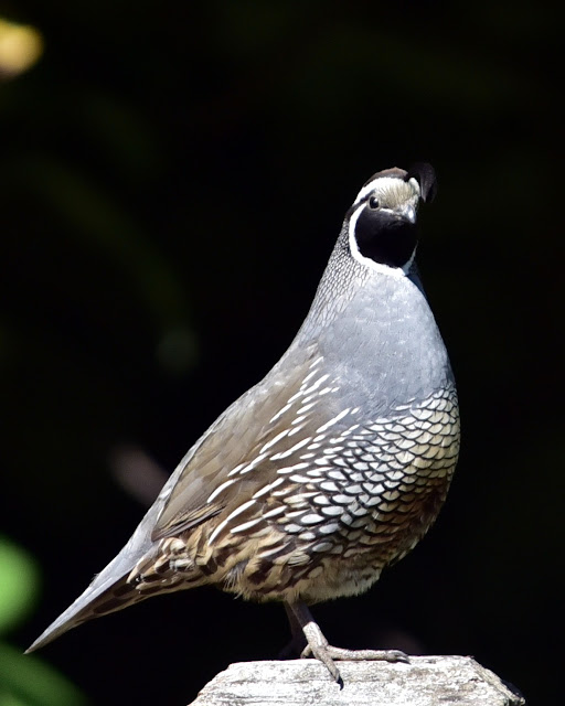 Shoreline Area News: Memories of Summer: Quail on a fence