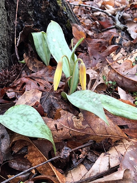 Native Bulbs for the Spring Habitat Garden