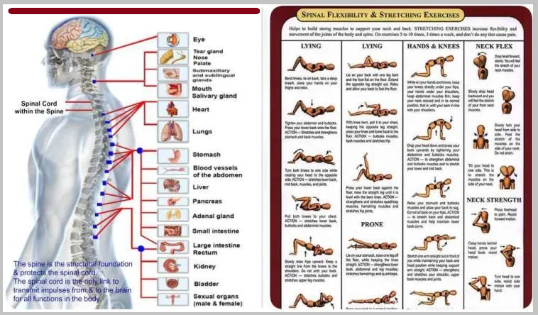 7 Best Tips for a Healthy Spine - HEALTH CARE - HEALTH AND FITNESS