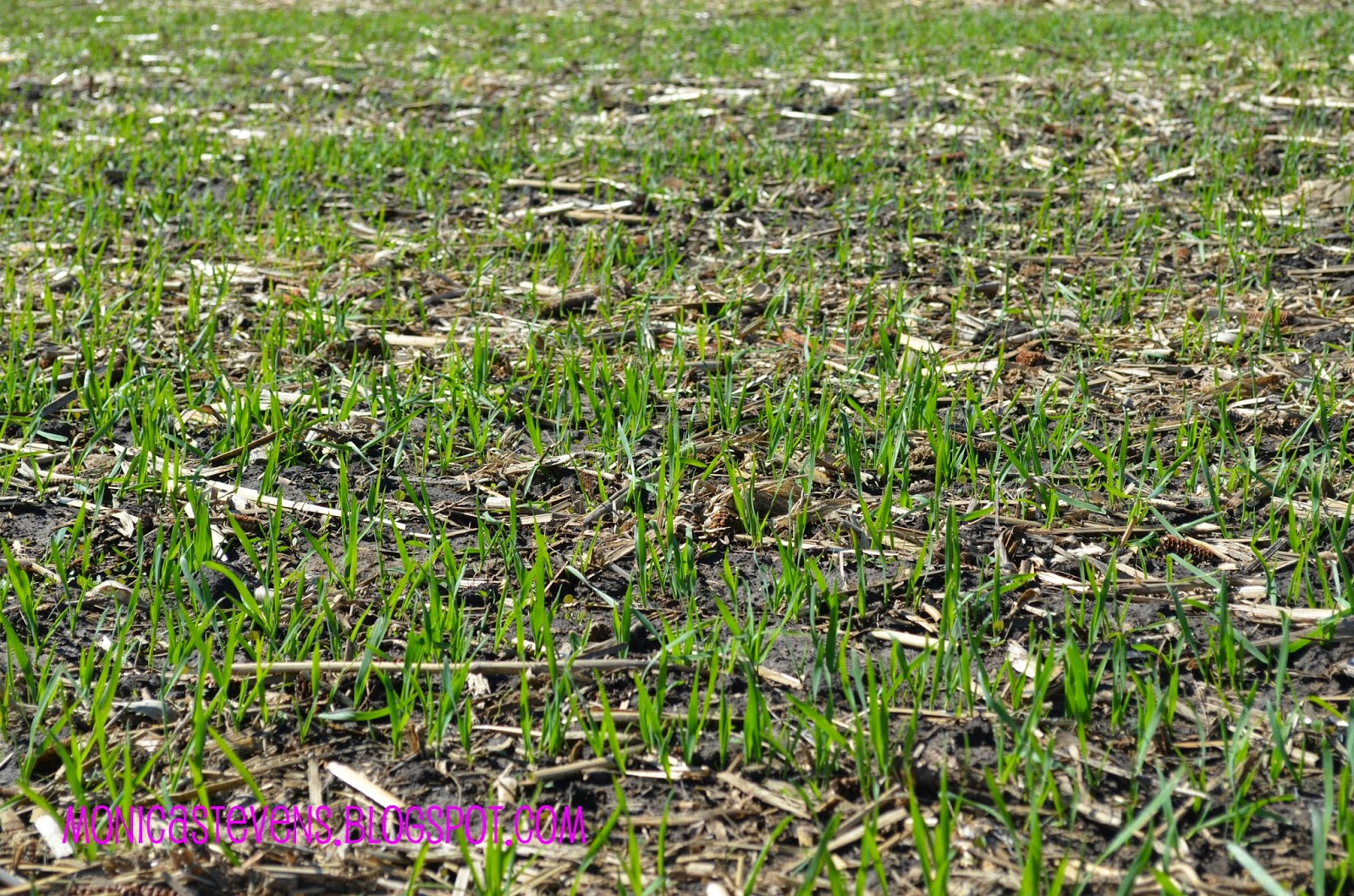 the life of a cow chick: Seeding for hay fields