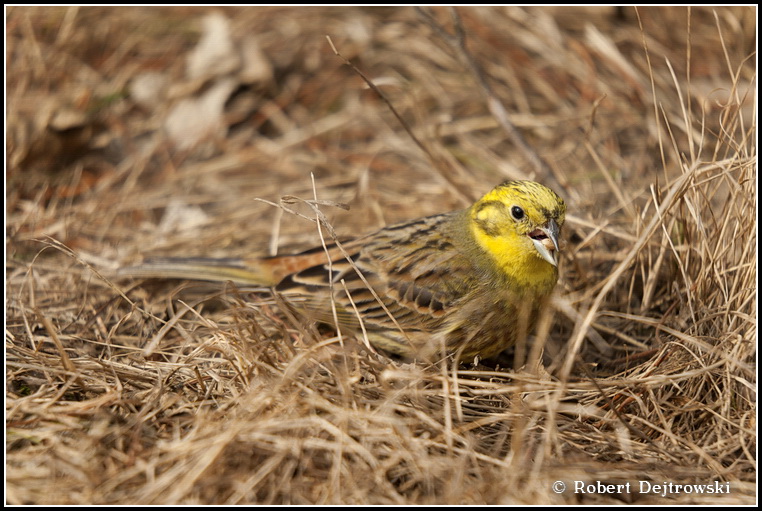 Robert Dejtrowski - Fotografia: Opowieści spod karmnika - sznertle...