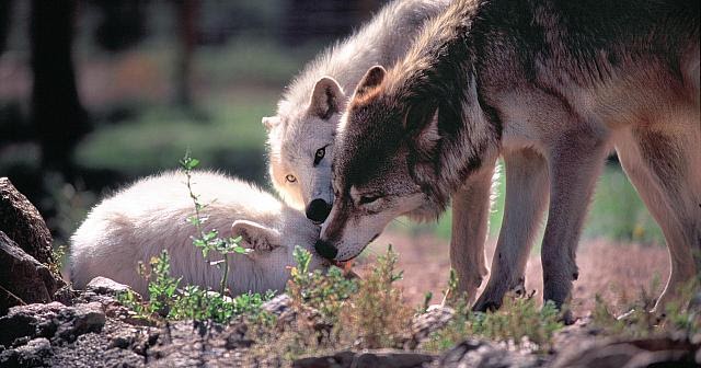 White Wolf : Wolves Feel Sadness And Grieve Like Humans