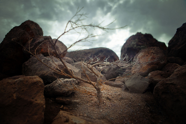 Midwest Independent Baptist Pastor's Fellowship: Fruitless Lives