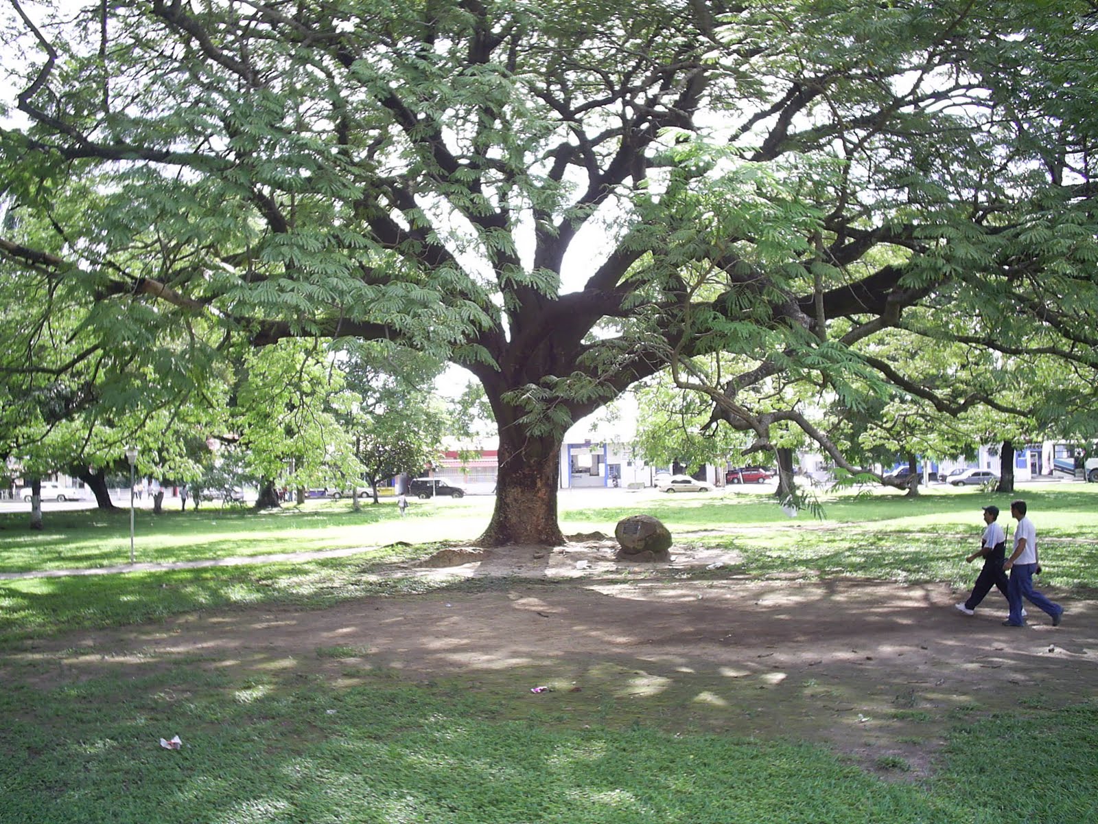Las plantas de costa rica: Imagenes del Arbol de Guanacaste ...