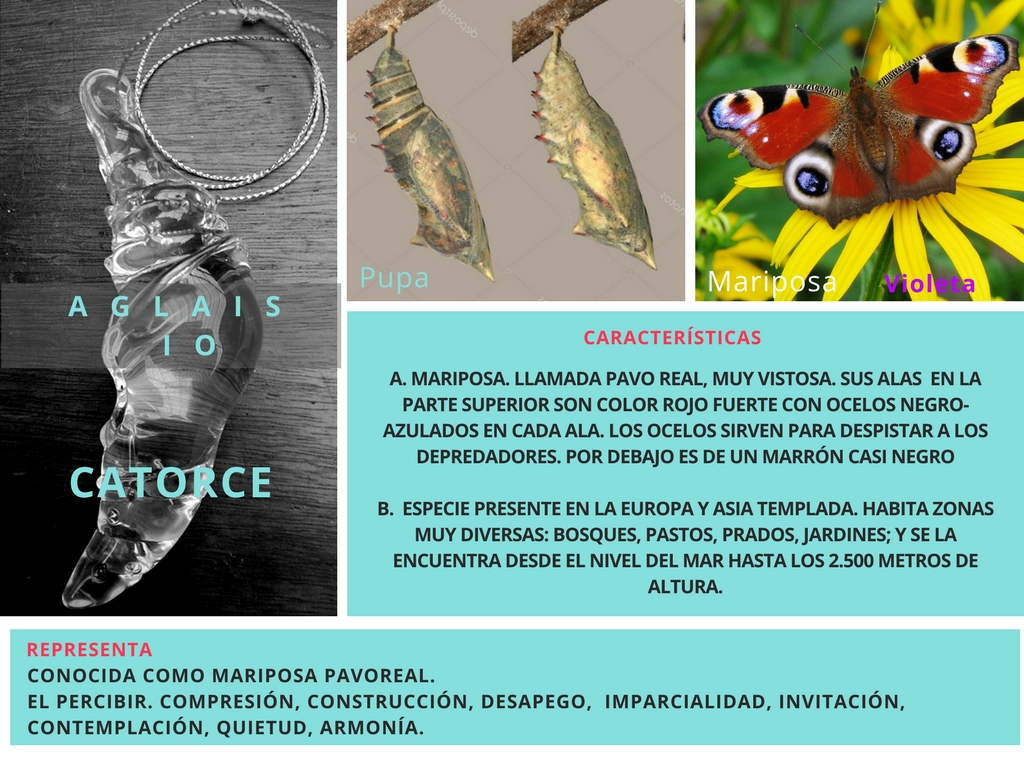 Clasificación de Crisálidas