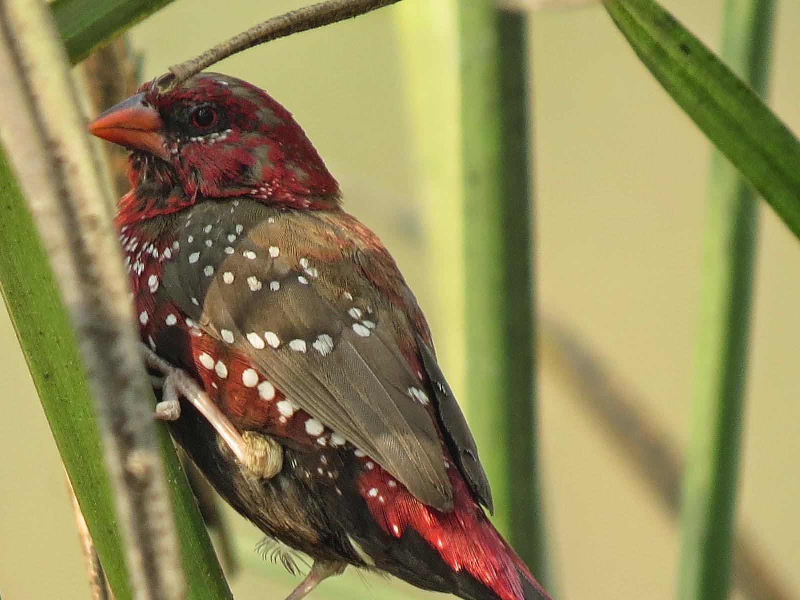 Birds in Delhi(India): Red Munia