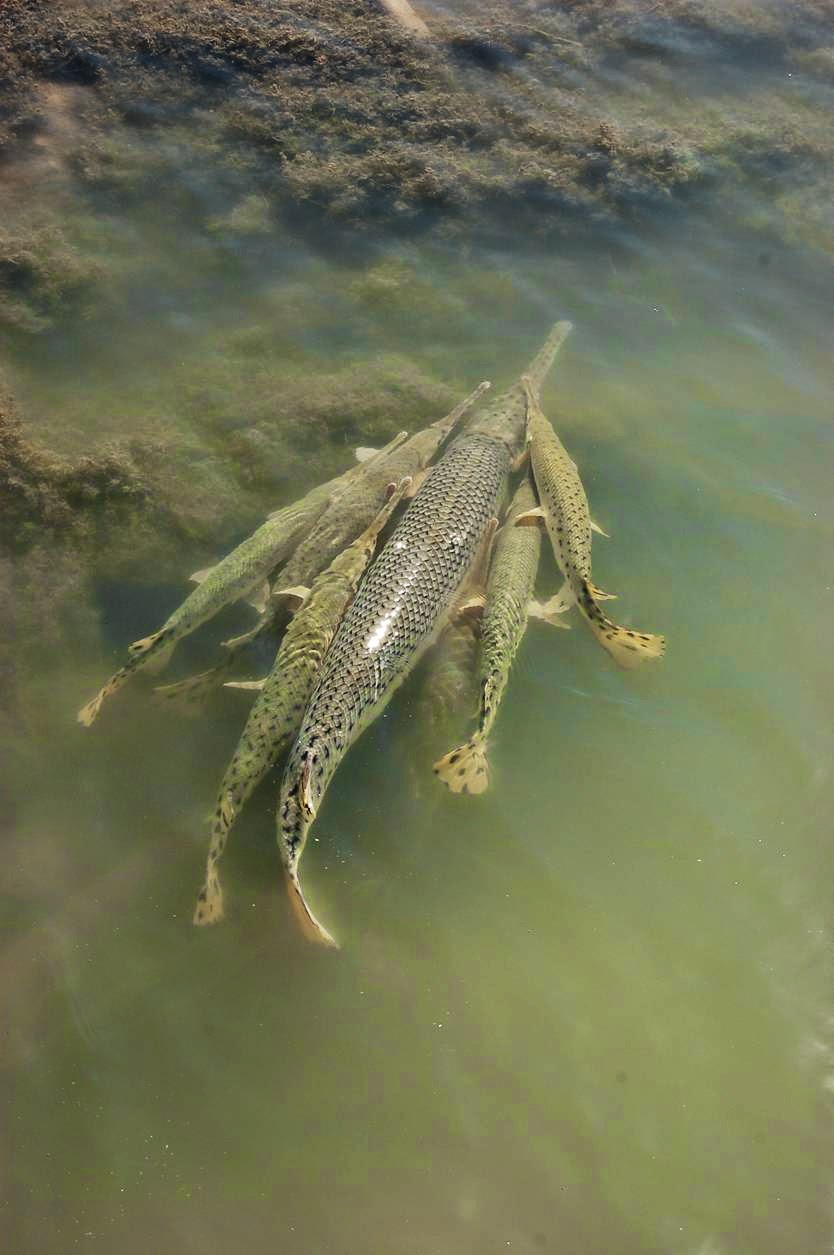 Cara Membudidayakan Ikan Aligator/ikan moncong buaya Yang Menguntungkan ...