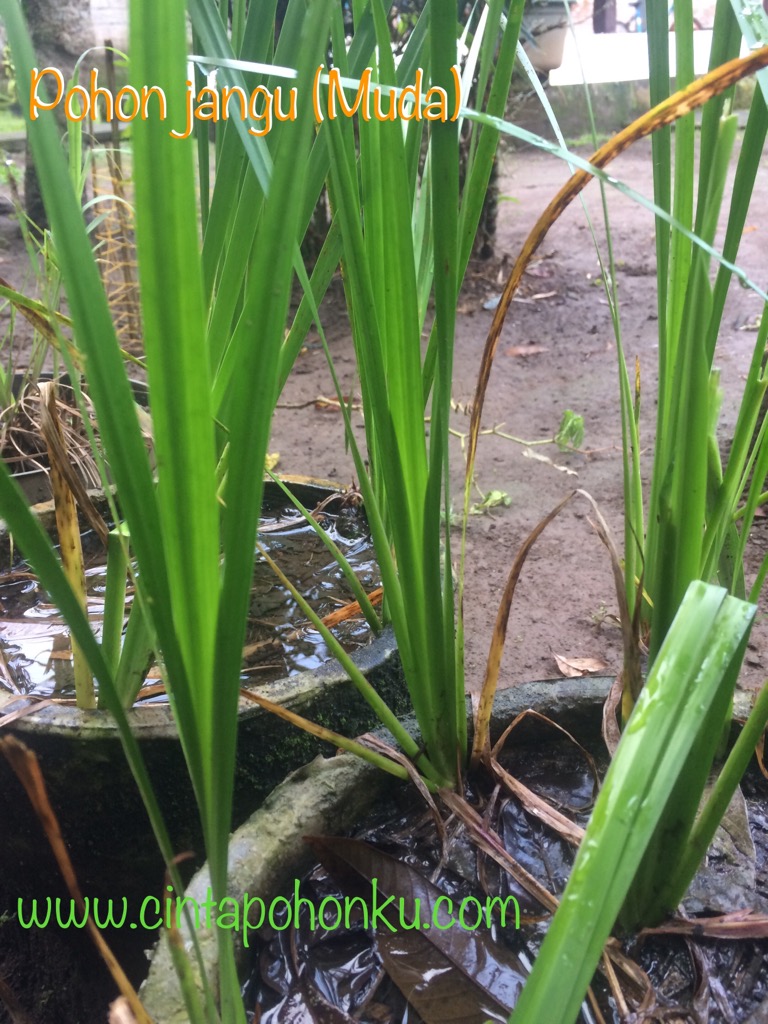 Bentuk tanaman Jangu ~ Cintapohonku