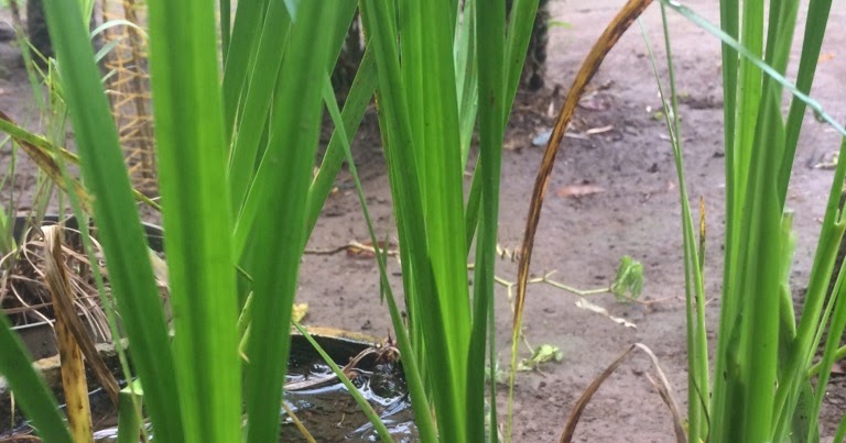 Bentuk tanaman Jangu ~ Cintapohonku