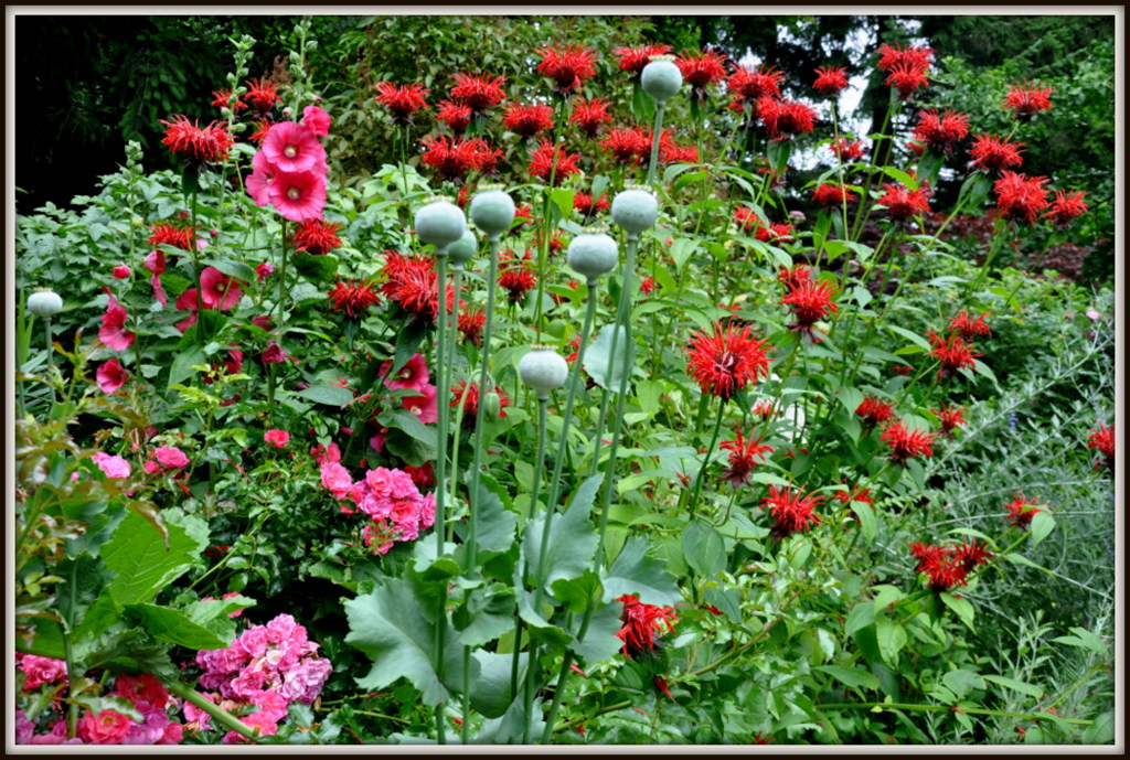 MySecretGarden: New Support For My Rose Bush