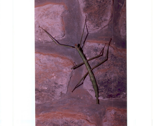 Ramvaidyblog: LIFE OF A STICK INSECT – MUNNAR KERALA - INDIA