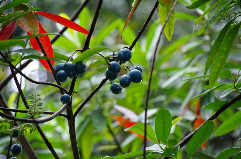 Trees and Plants: Blue Marble Tree (Elaeocarpus Angustifolius)