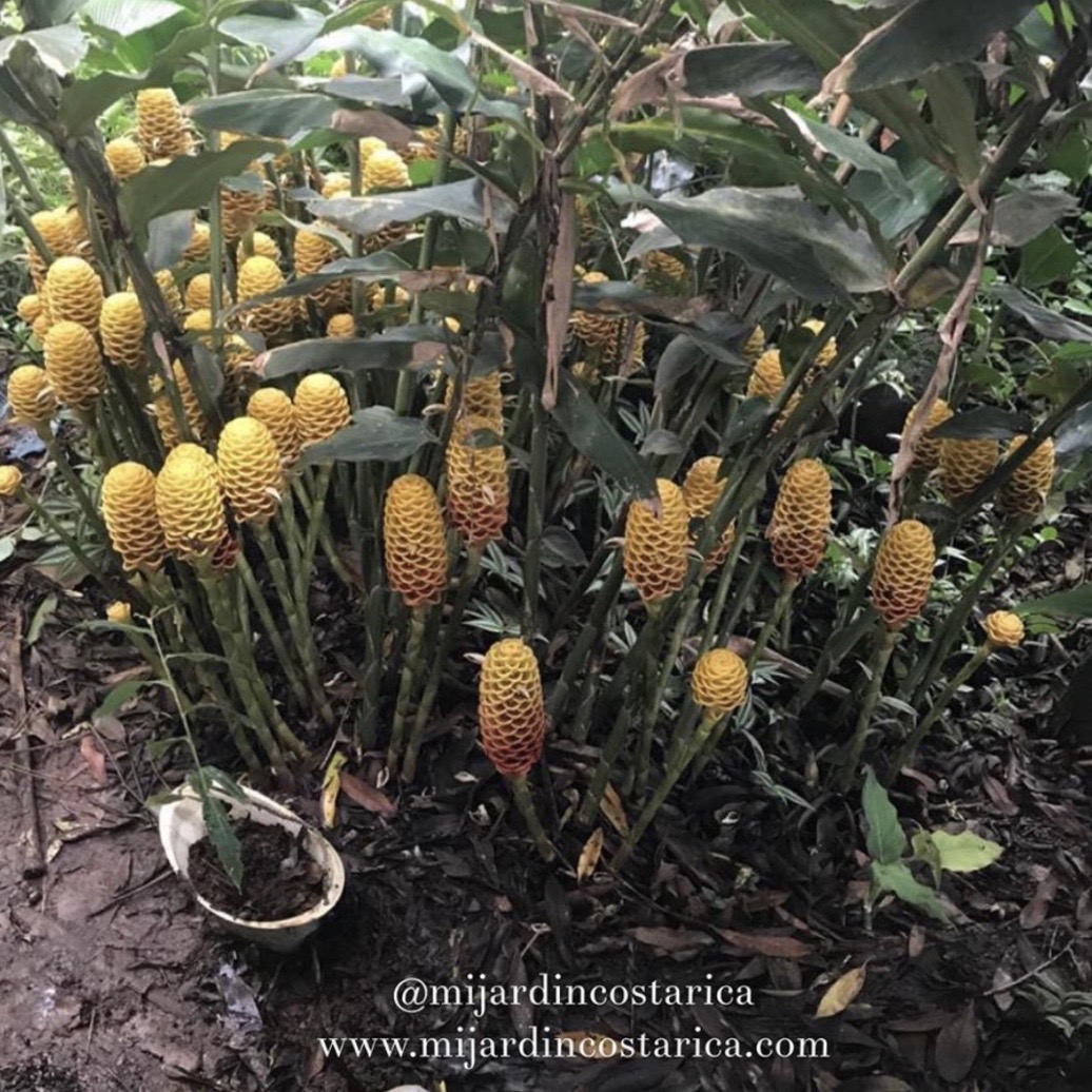 Jengibre de Colmena o Flor de Maraca (Zingiber Spectabile) - "Mi Jardín ...