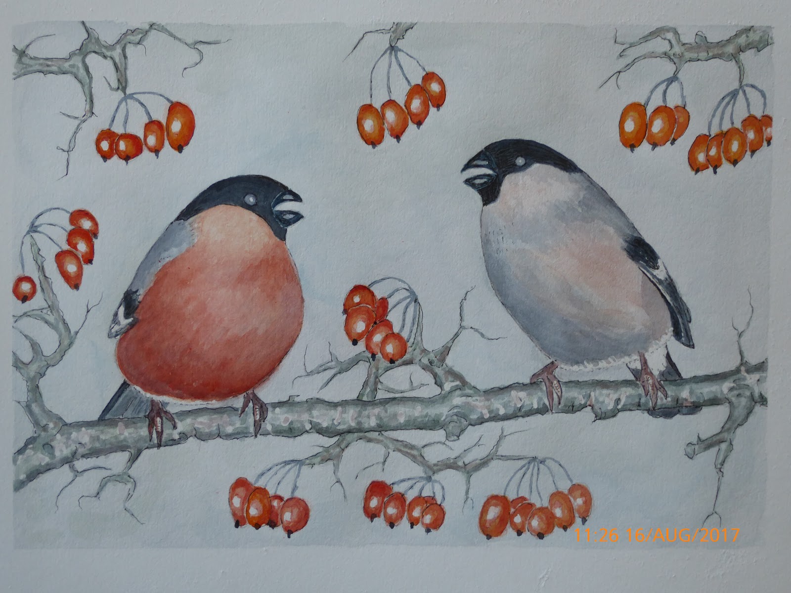 Peters Udsigt: Akvarelmaleriets mysterier (61) - dompap som motiv ...