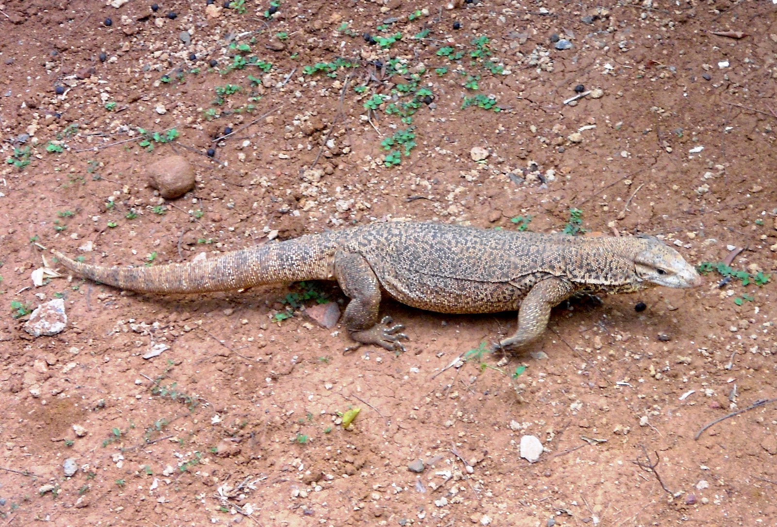 Jenis - Jenis Varanus ( Genus Varanidae ) di Dunia: Jenis - jenis atau ...