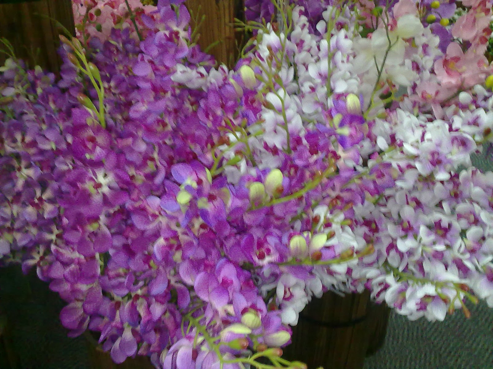 Nani Florist: HIMPUNAN BUNGA-BUNGA ORKID WARNA WARNI