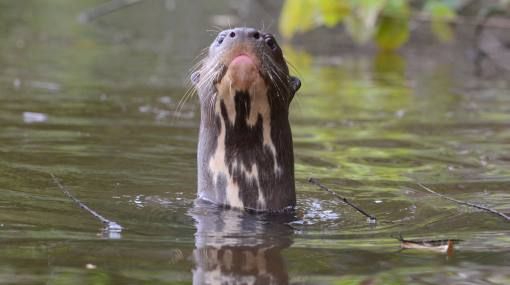 PLAAN : Lobo de Río - Pteronura brasiliensis