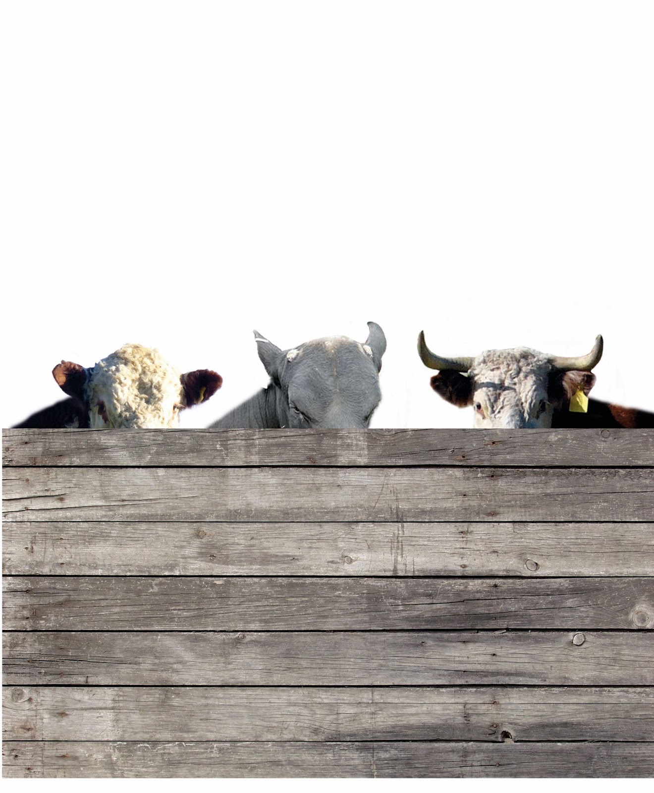 Indianhead Polled Hereford Association: The Science of Horned-Polled ...