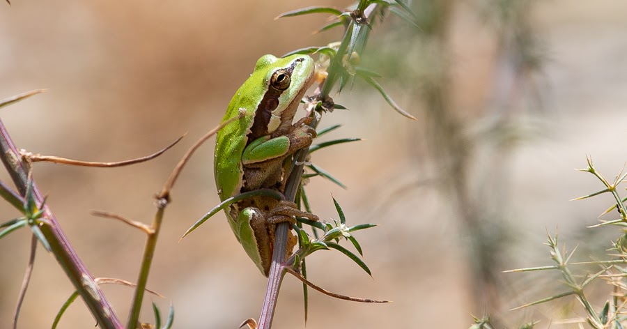 Birds of Saudi Arabia: Arabian Tree Frog – Tanoumah & Talea Valley